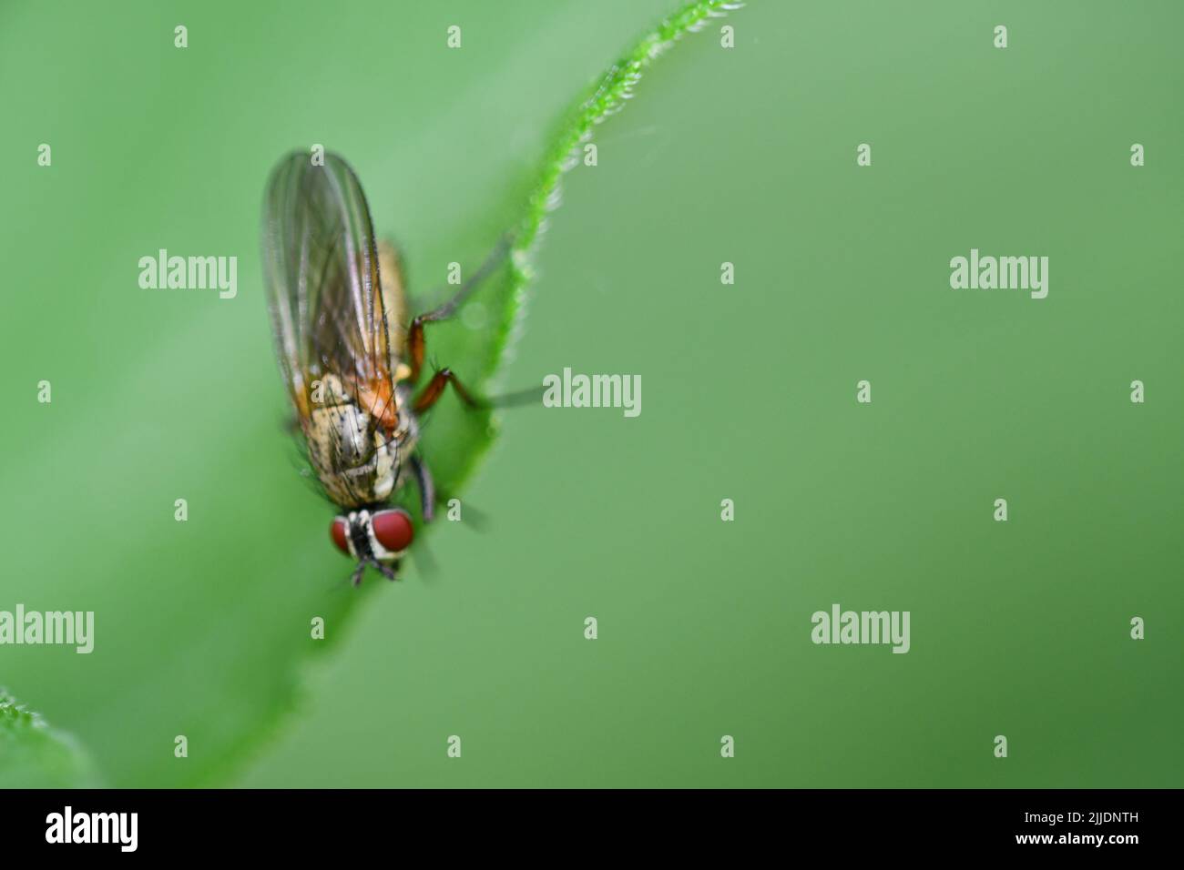 Macro photography macro leaf hi-res stock photography and images - Alamy