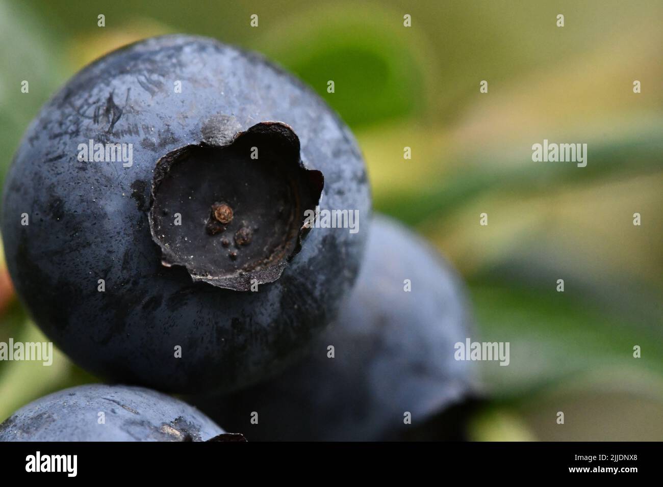 Blueberries, macro photography Stock Photo - Alamy