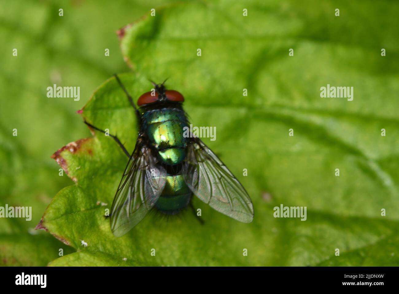 Macro photography insects hi-res stock photography and images - Alamy
