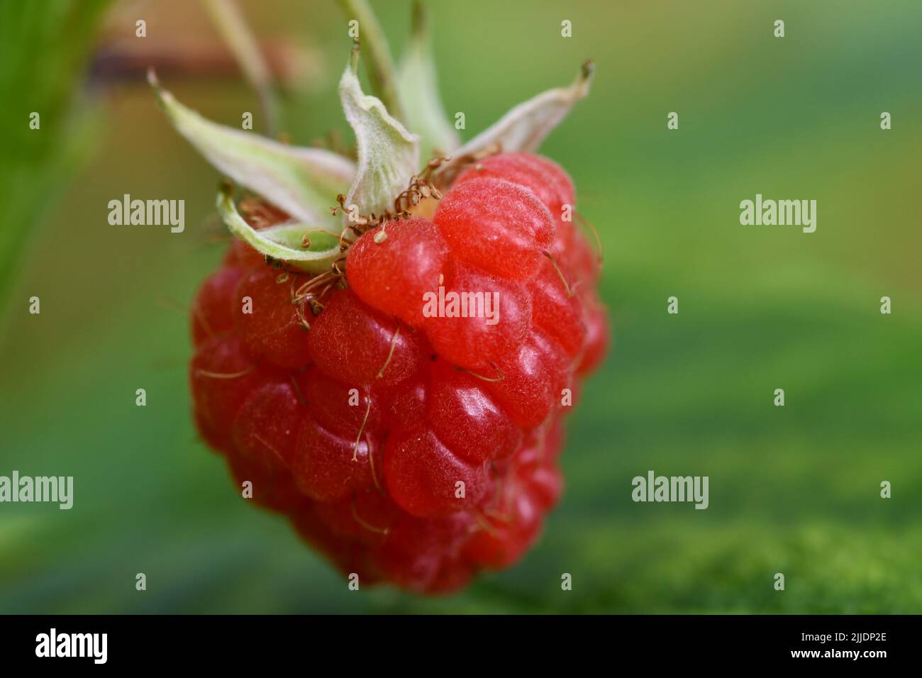 Macro photography fruit hi-res stock photography and images - Alamy