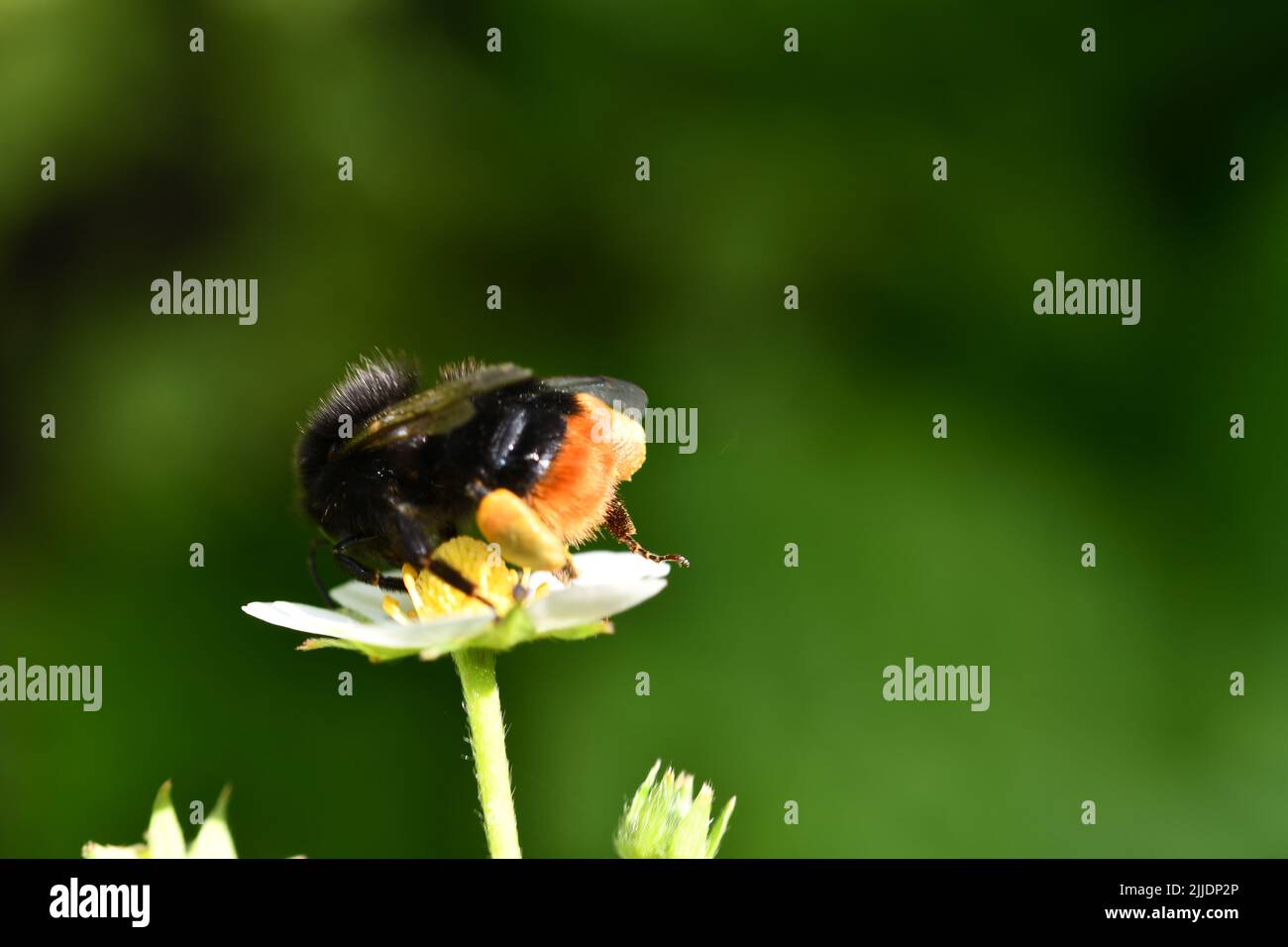 Bumblebee perched on wild hi-res stock photography and images - Alamy