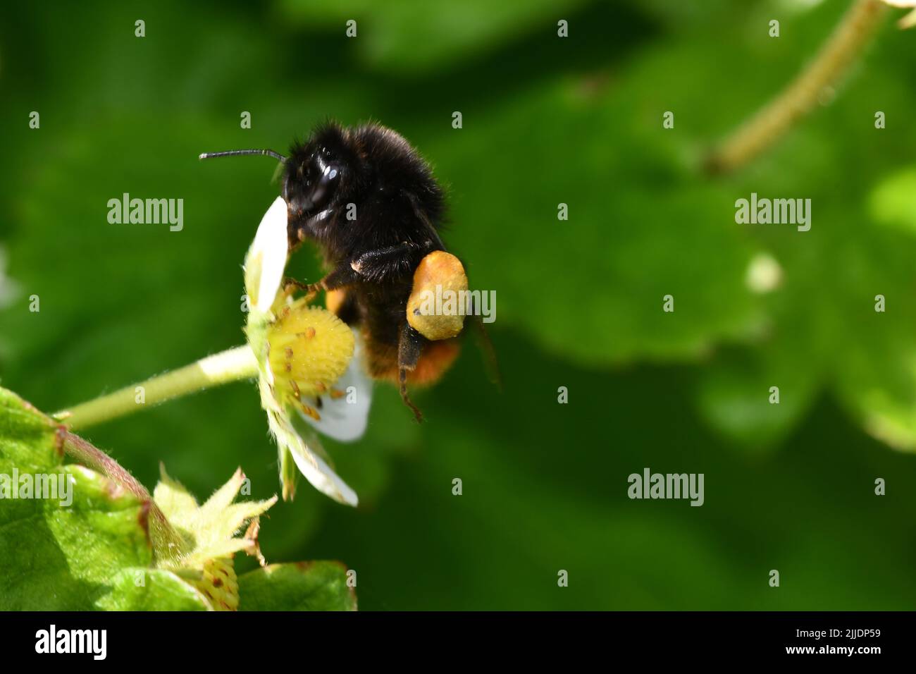 Macro photography lover hi-res stock photography and images - Alamy