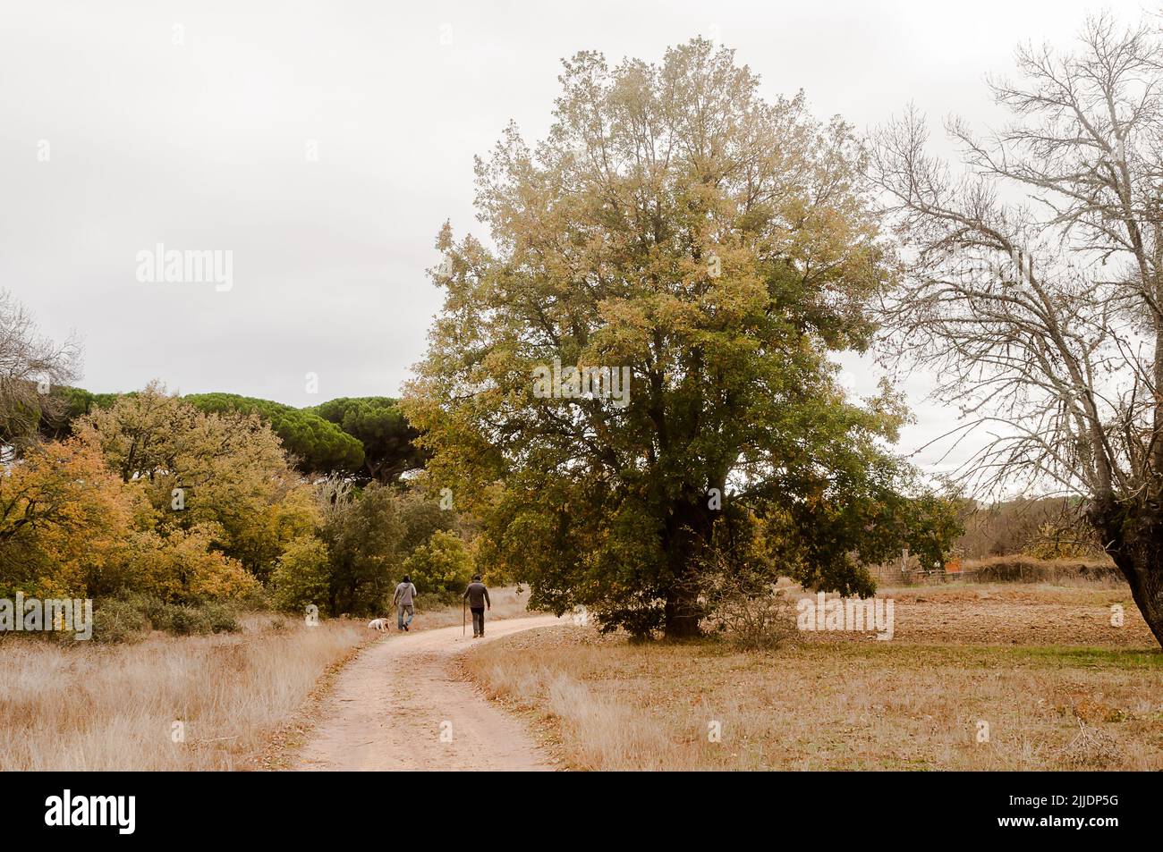 Two adults walk their dogs along a country path on a beautiful foggy ...