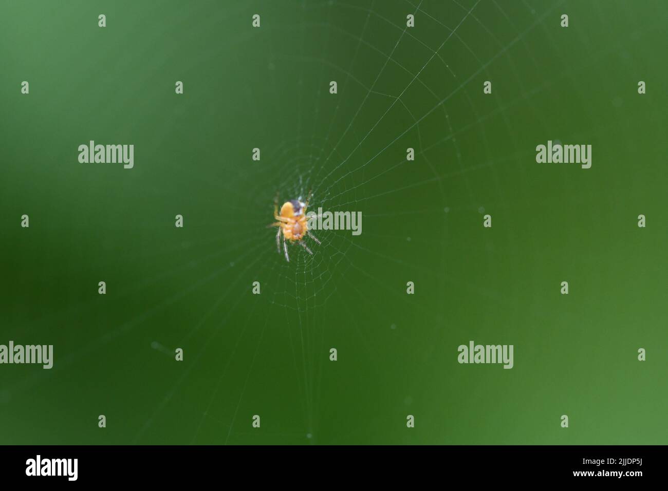 A spider in a spider's web, macro photography Kilkenny, Ireland Stock ...