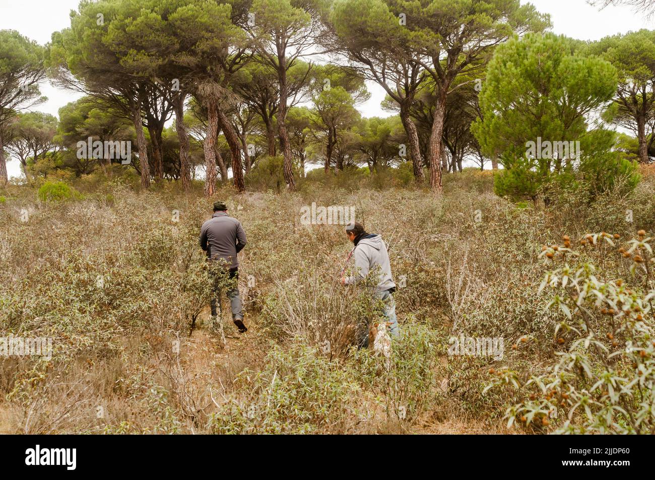 Two people with their pets walk through bushes in a pine forest on a ...