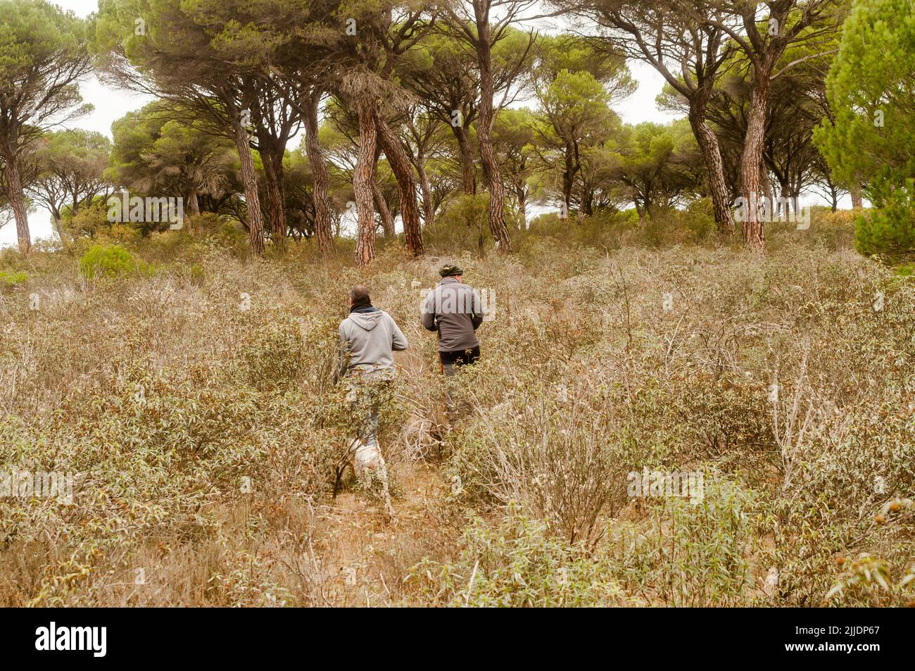 Two men with their dogs walk through bushes in a pine forest on a foggy ...