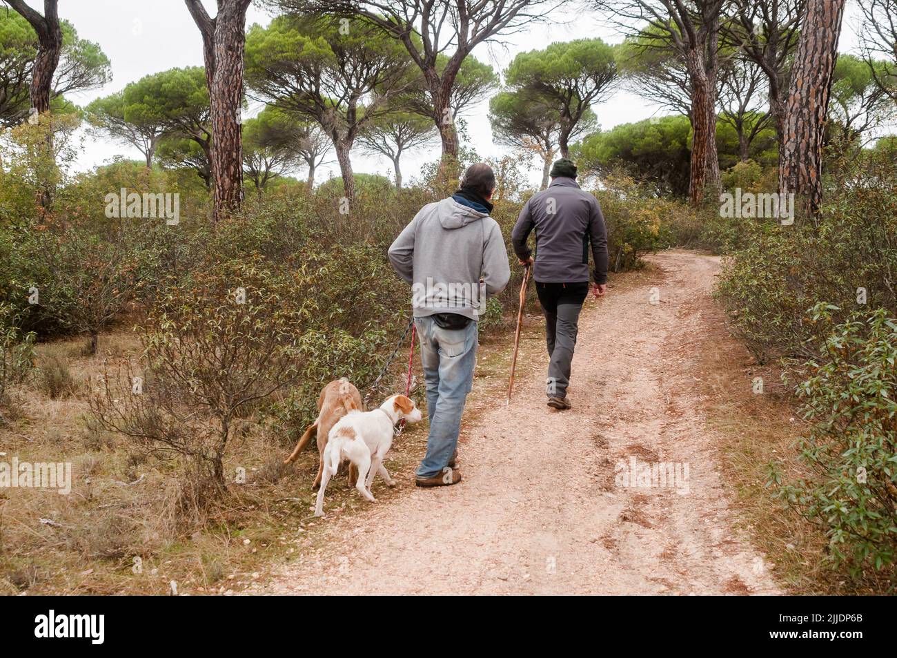 Two men walking on forest hi-res stock photography and images - Alamy