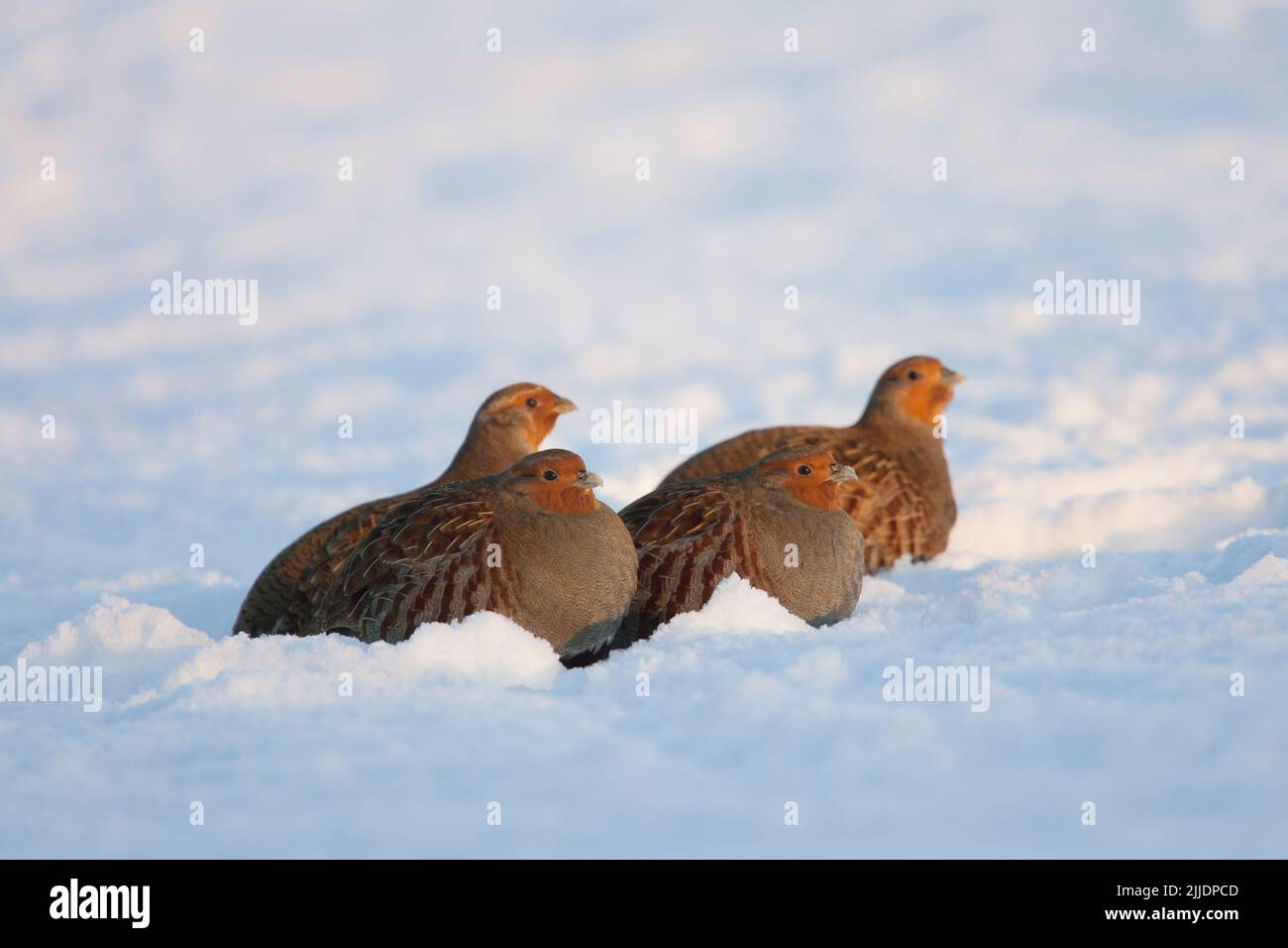 Partridges flock perdix perdix hi-res stock photography and images - Alamy