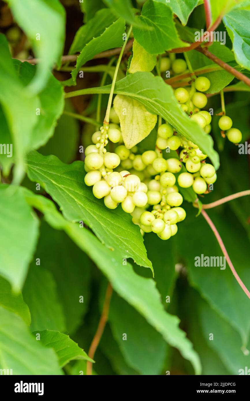 Chinese Magnolia vine, Schisandra chinensis. The concept of natural ...