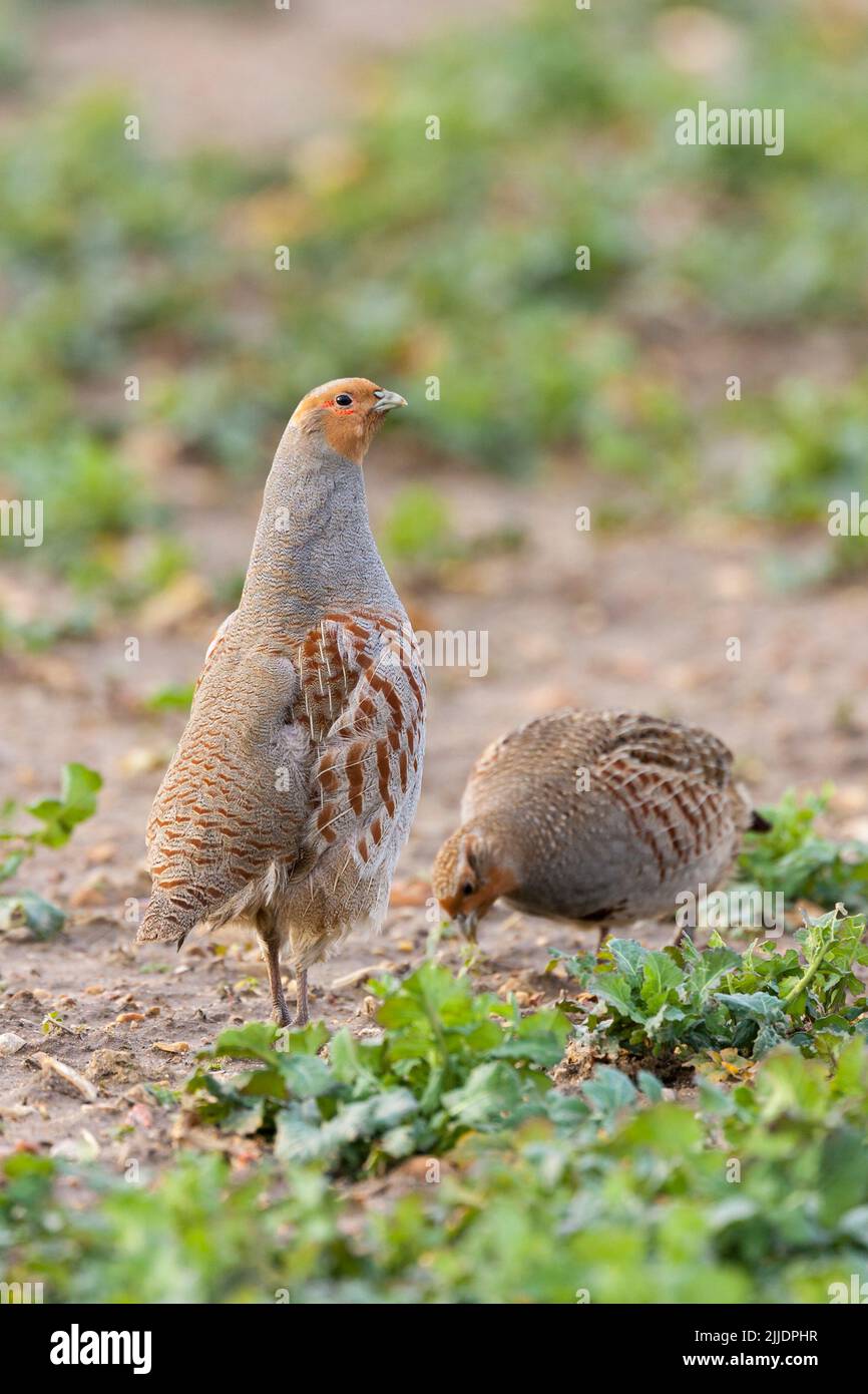 Male and female partridges hi-res stock photography and images - Alamy