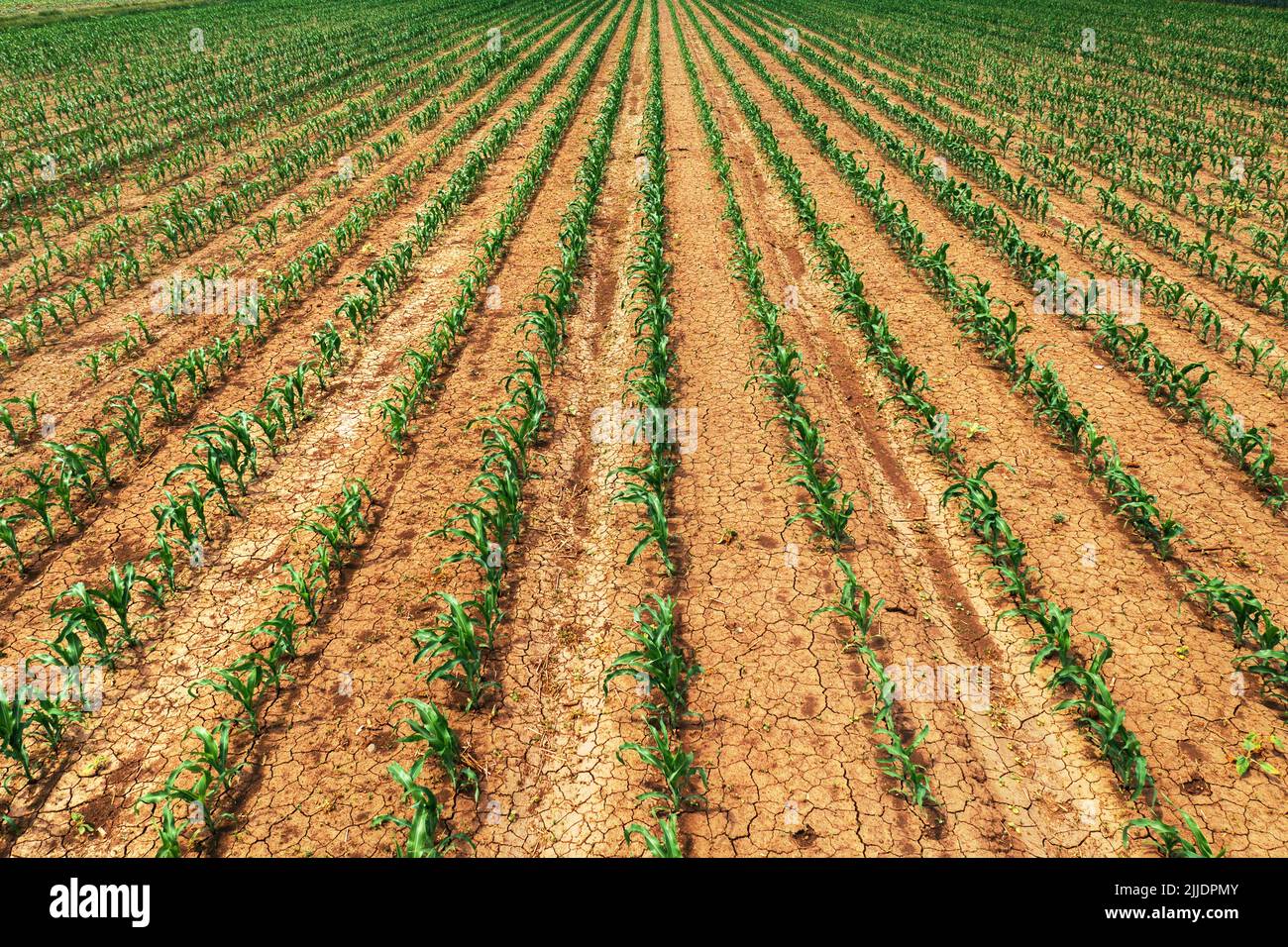 Corn maize crop sprouts in cultivated agricultural field in diminishing ...