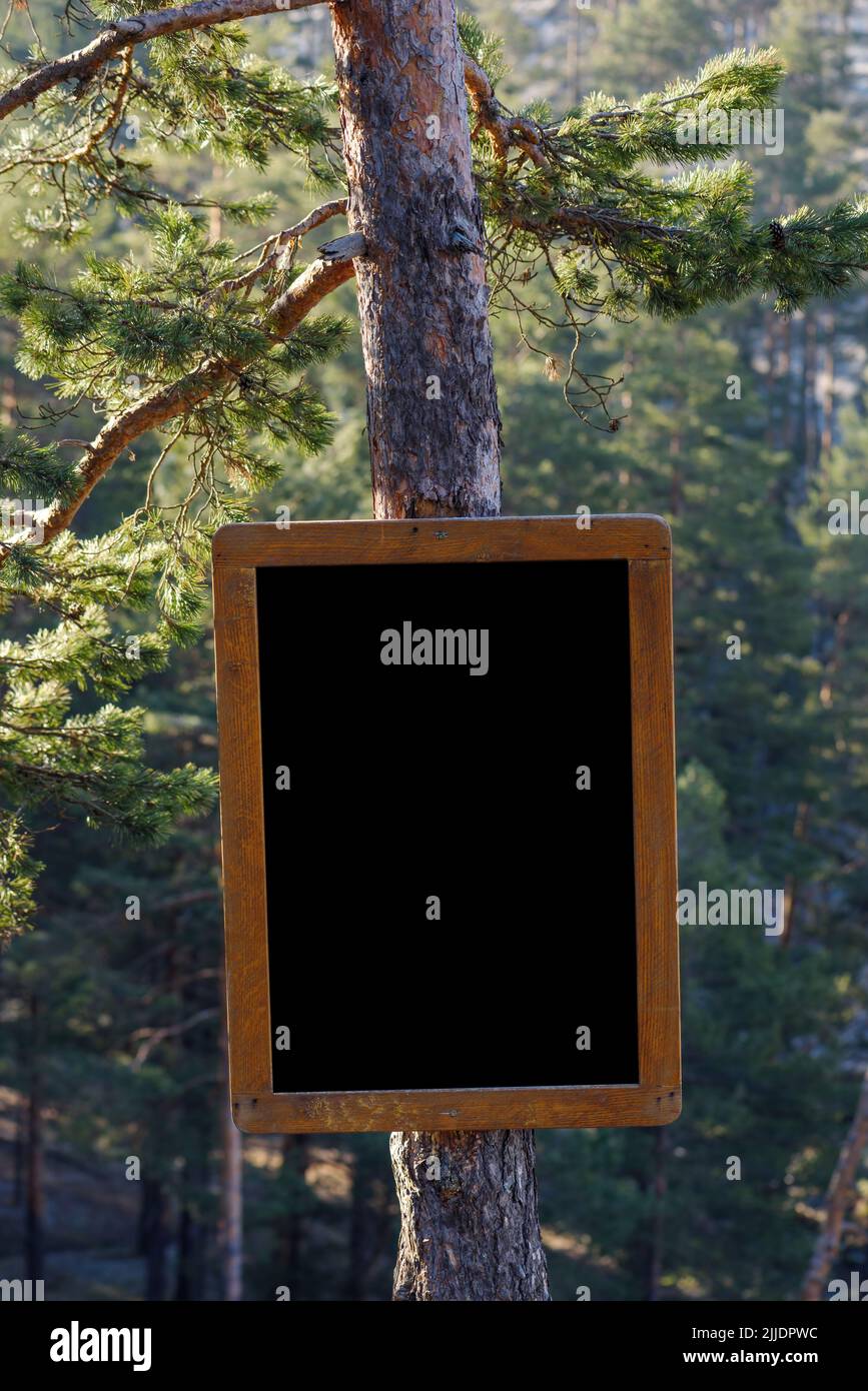 Notice board mockup attached to a pine tree in woodland, copy space ...