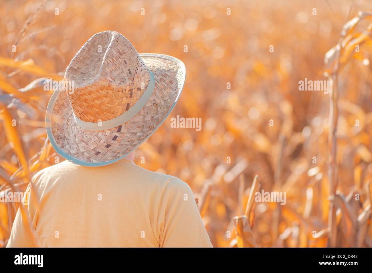 Female agronomist and farmer standing in ripe harvest ready dent corn ...