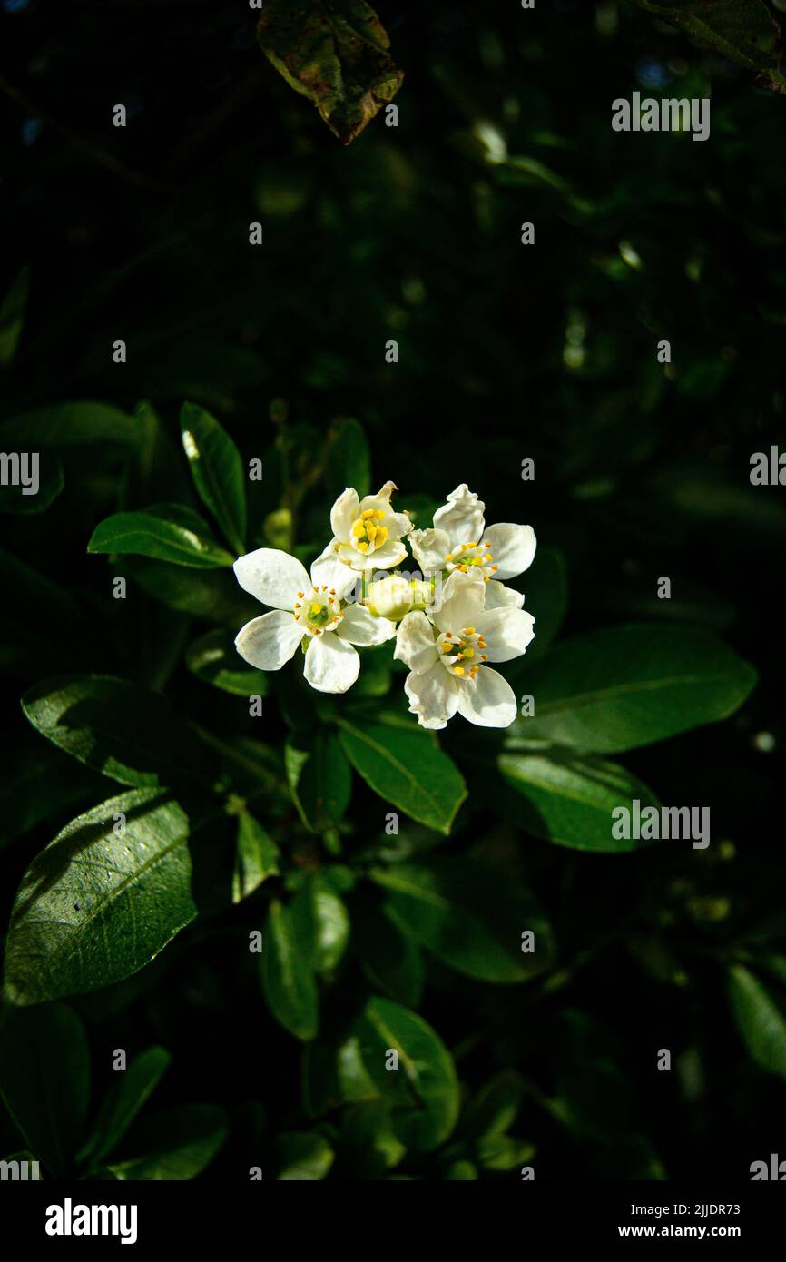 Taken in the Spring. Many people believe the white flower symbolises ...