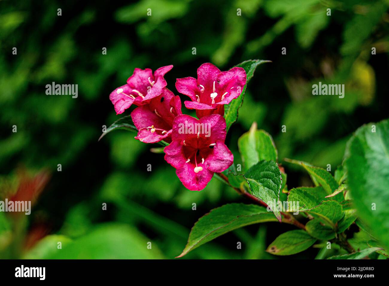 Taken in the middle of spring. The smallest details sometimes show the ...