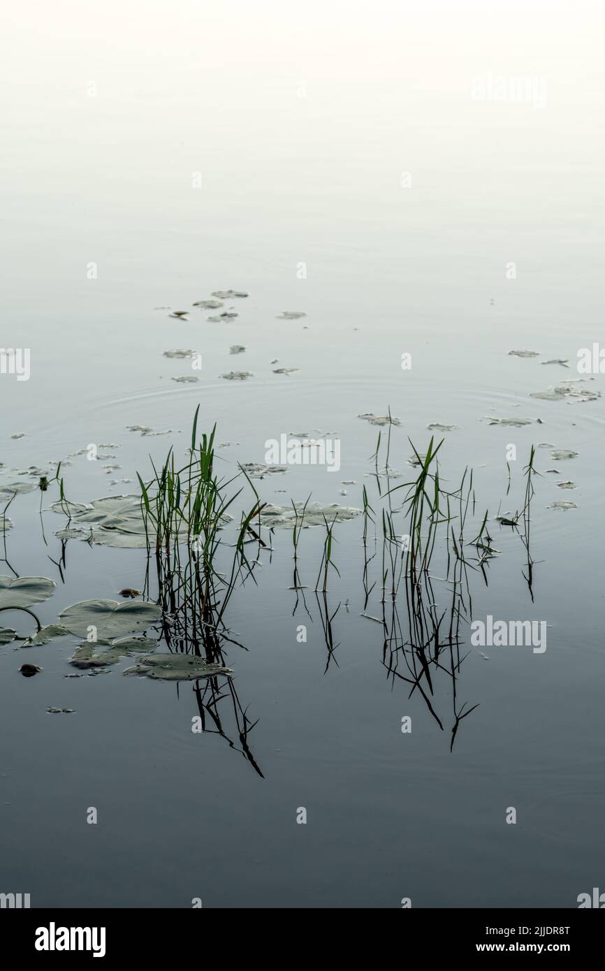 Aquatic plants growing out of the water Stock Photo - Alamy