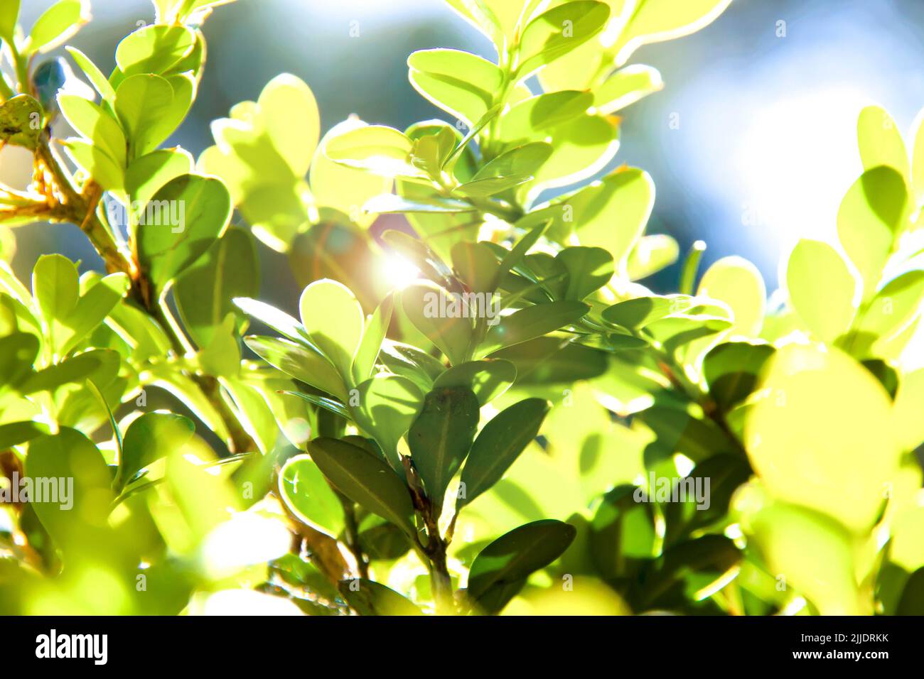 Tiny Abstract Sunlight Rays Wallpaper
