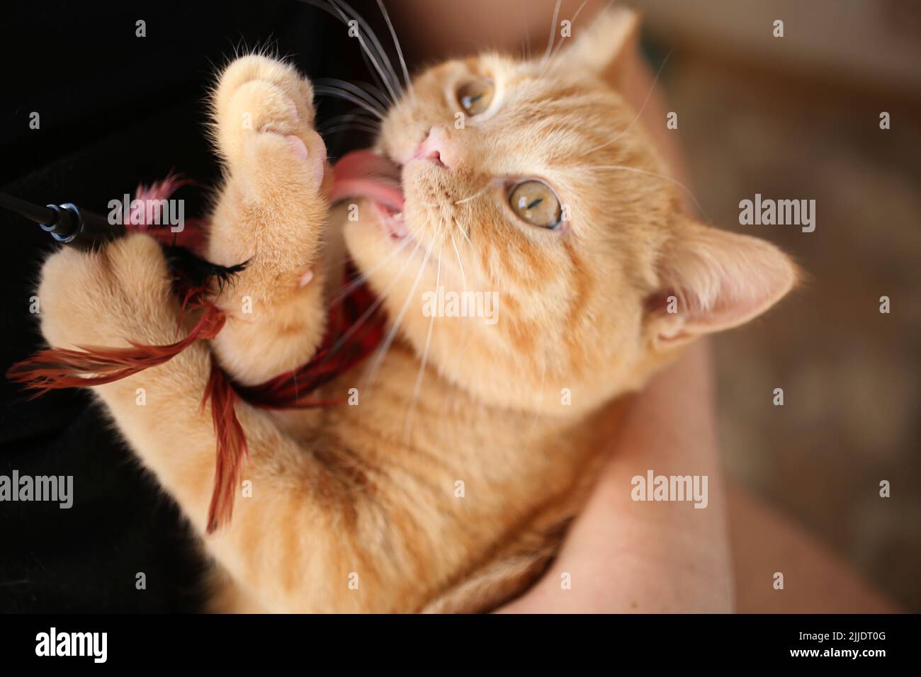 Little ginger kitten playing with feather toy on hands of his master ...