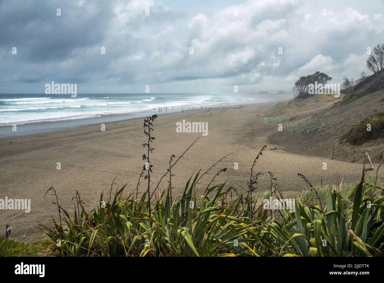 A windswept Muriwai Beach with flax in the foreground Stock Photo - Alamy