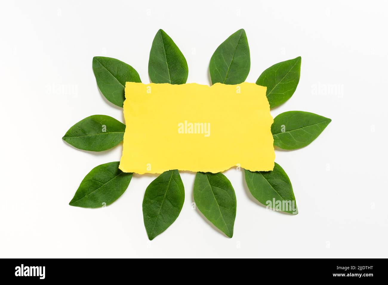 Blank Color Paper Surrounded With Leaves For Invitation Card Stock ...