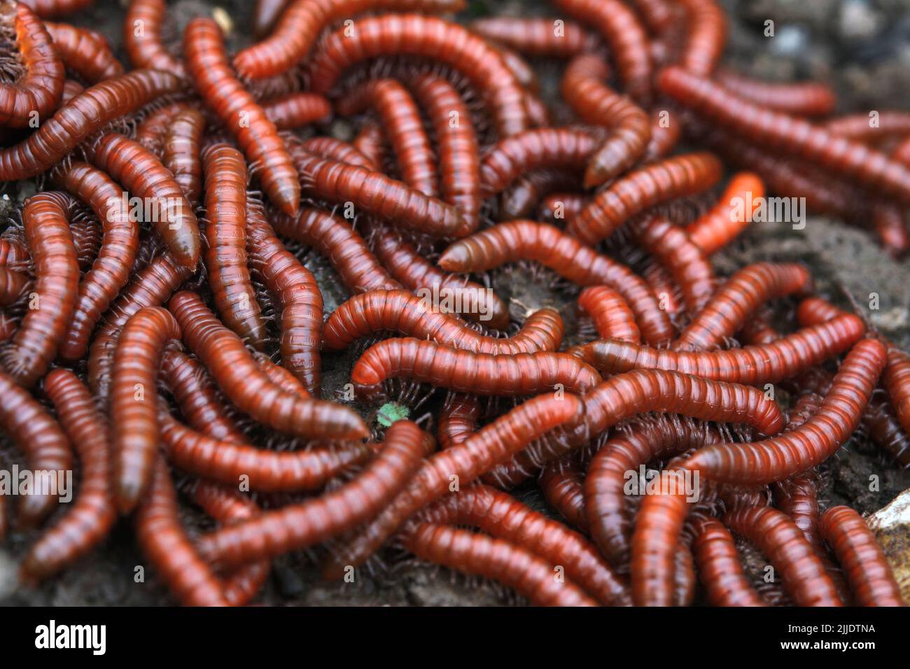 Cylindrical millipede hi-res stock photography and images - Alamy