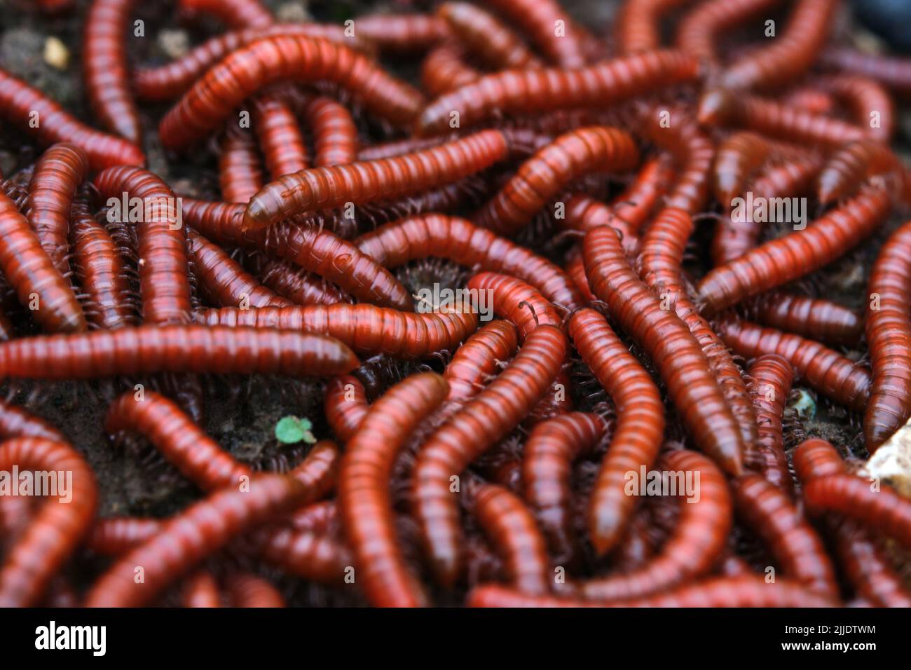 Monsoon india farm hi-res stock photography and images - Alamy