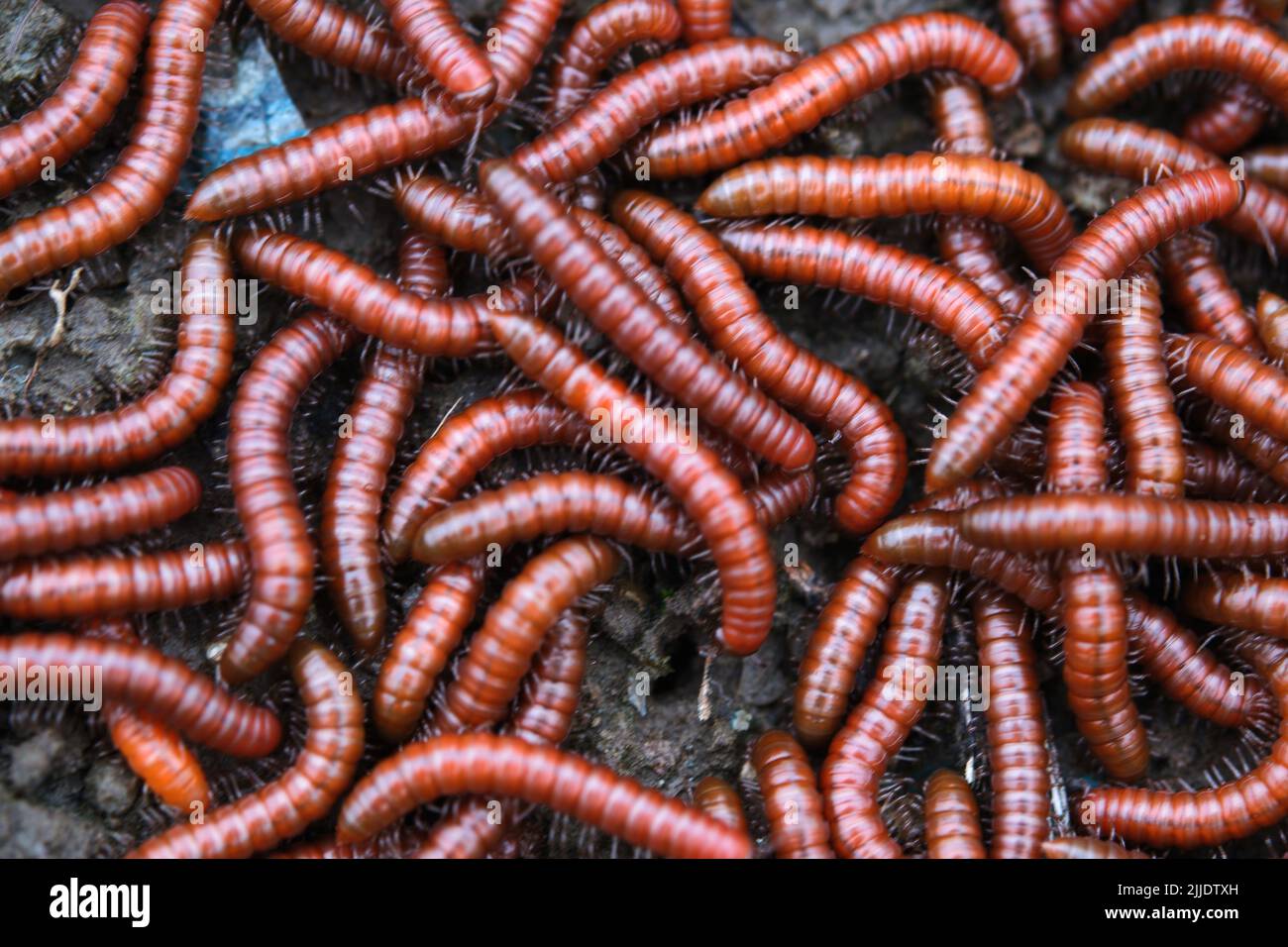 Red millipede hi-res stock photography and images - Alamy