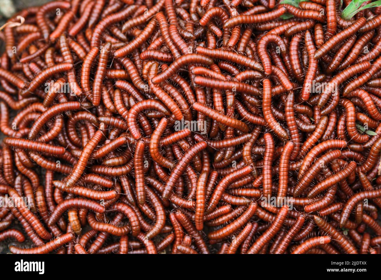 Red millipede hi-res stock photography and images - Alamy