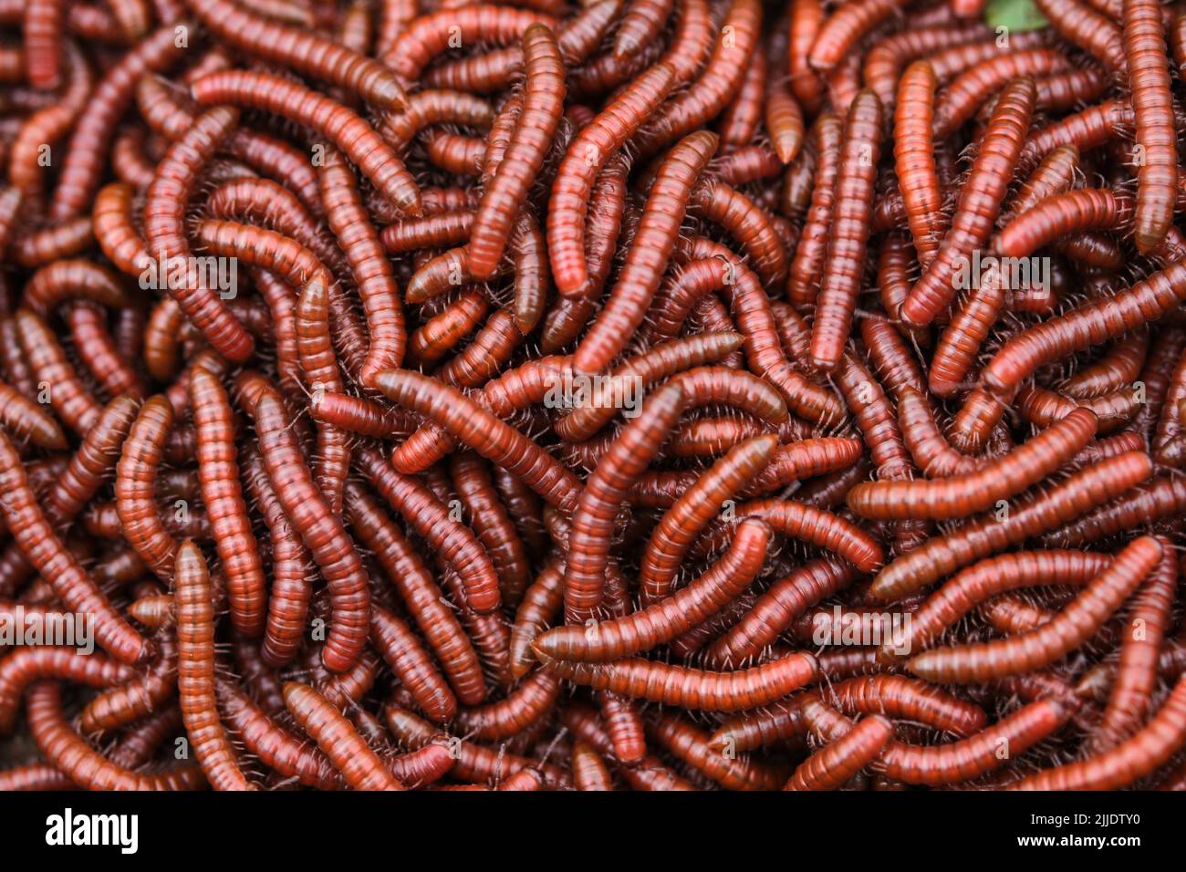 Red millipidae, Trigoniulus Corallinus, group of millipedes in Farm ...