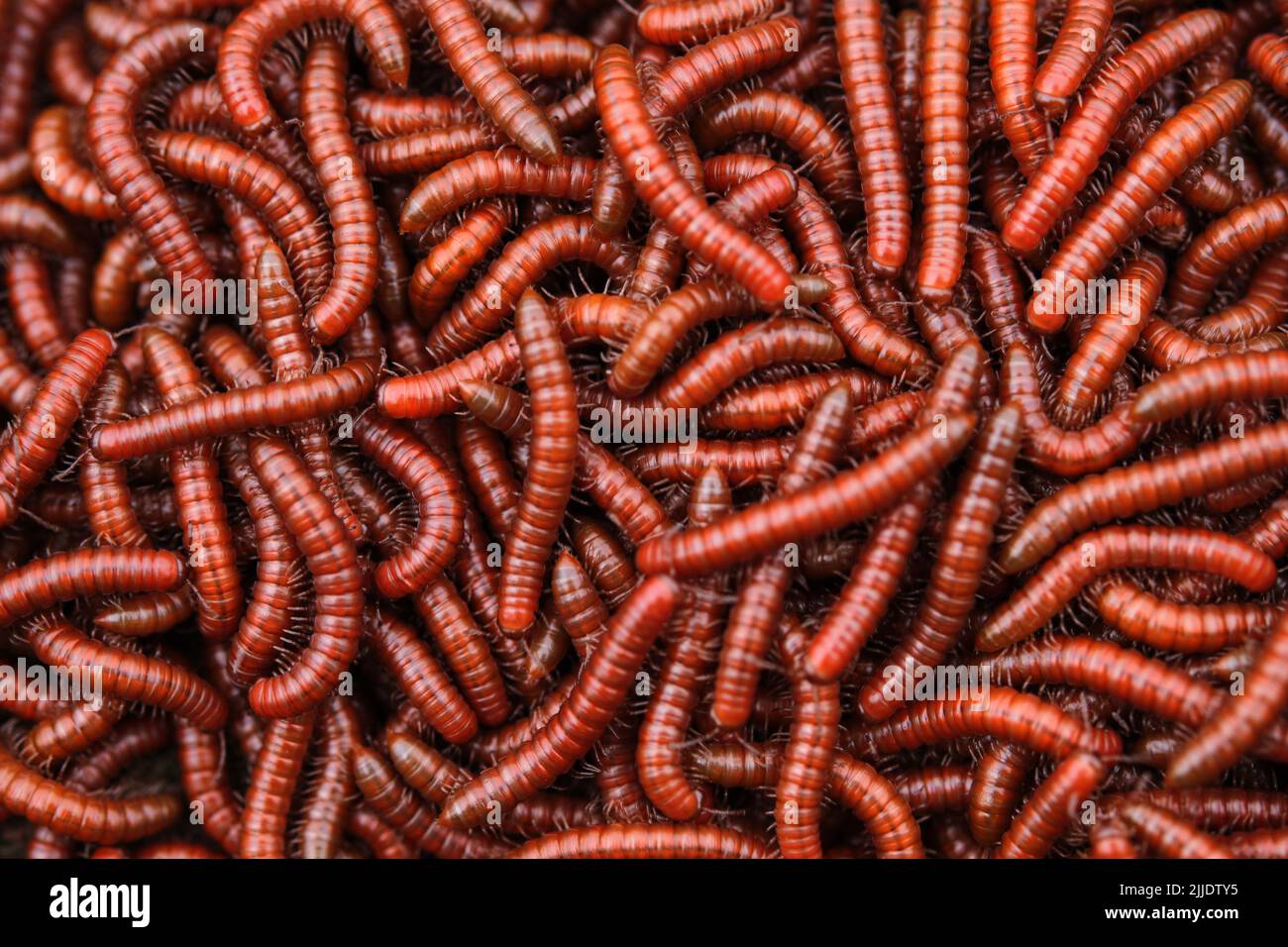 Red millipidae, Trigoniulus Corallinus, group of millipedes in Farm ...