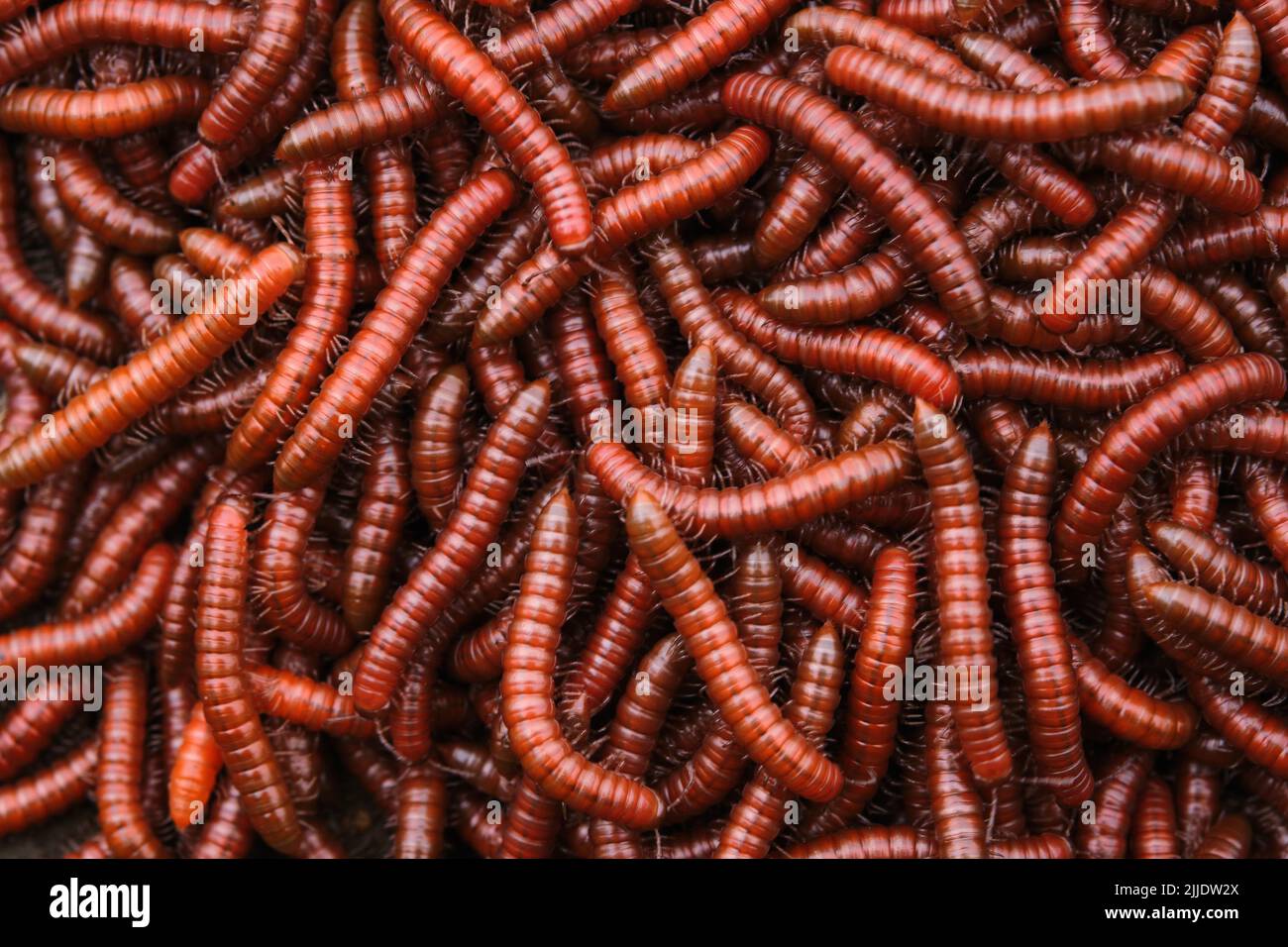 Red millipidae, Trigoniulus Corallinus, group of millipedes in Farm ...