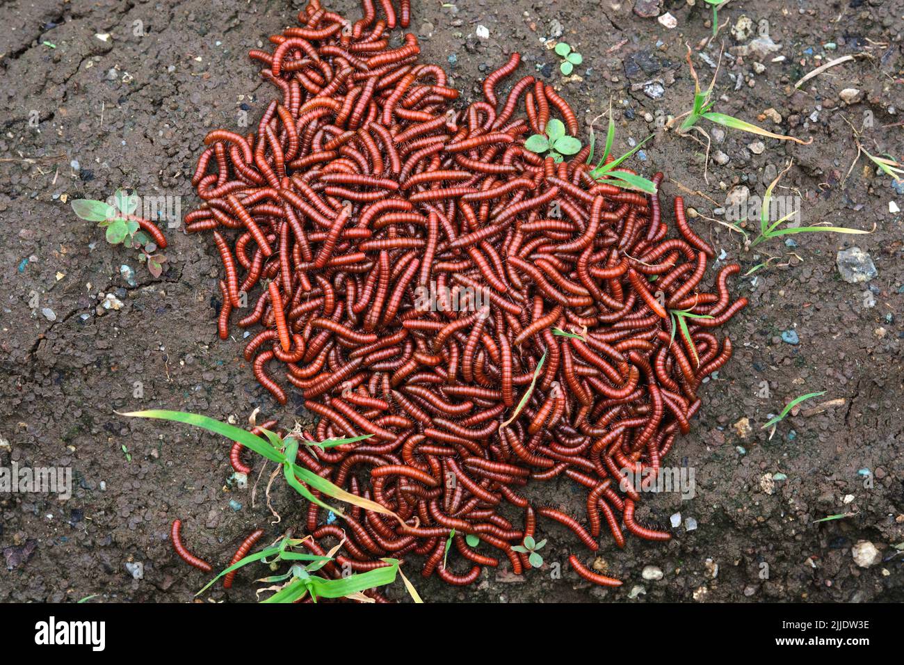 Red millipidae, Trigoniulus Corallinus, group of millipedes in Farm ...