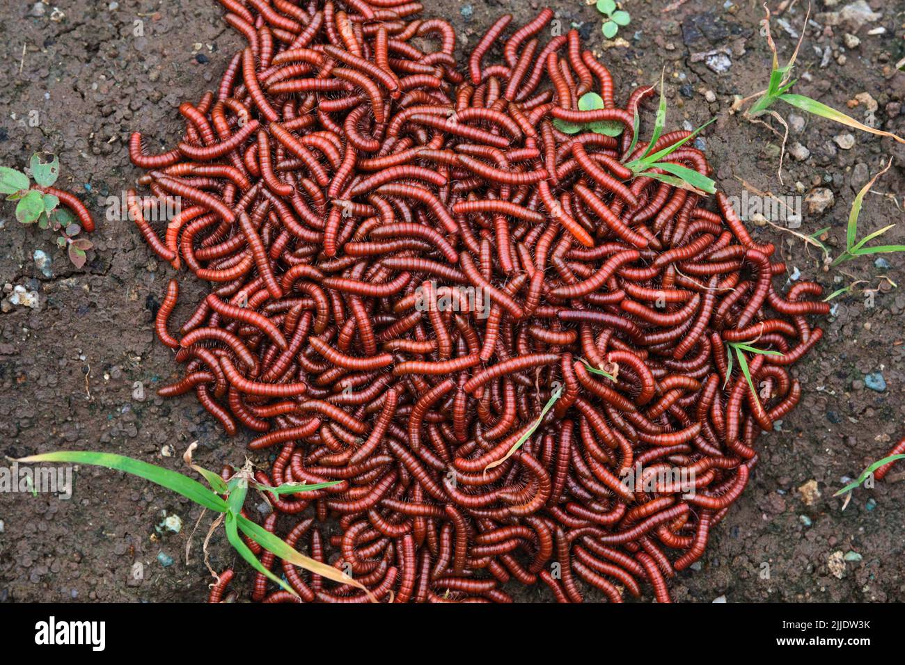 Red millipidae, Trigoniulus Corallinus, group of millipedes in Farm ...