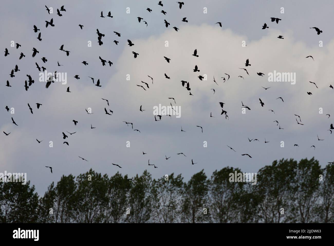 Rook Corvus frugilegus, flock heading to roost, Grimley Gravel Pits ...