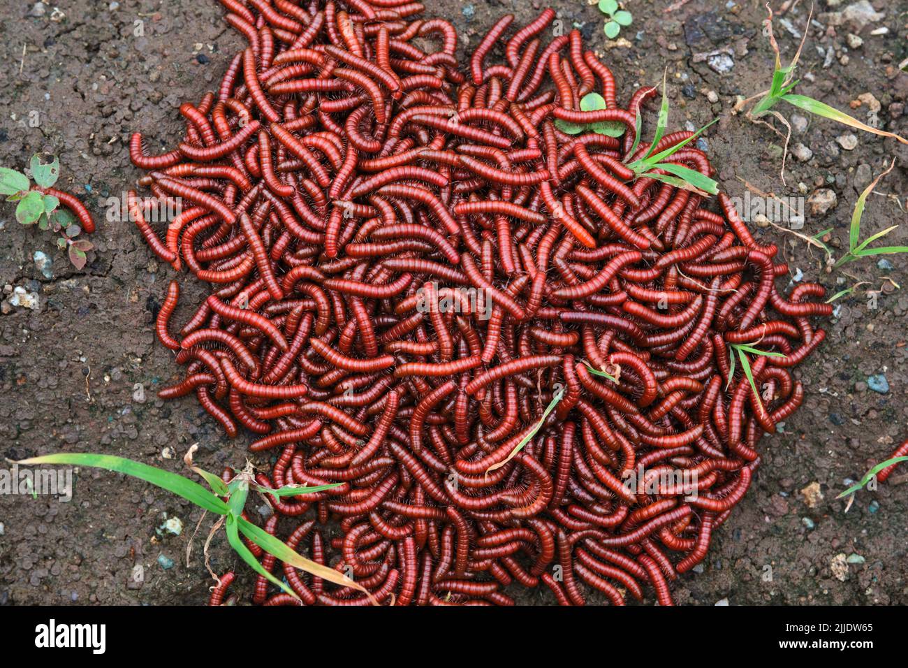 Red millipede hi-res stock photography and images - Alamy