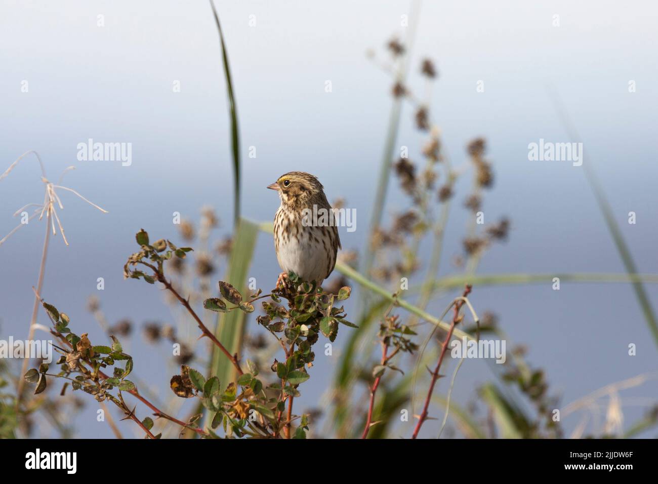 Savannah sparrow Passerculus sandwichensis, perched in vegetation ...