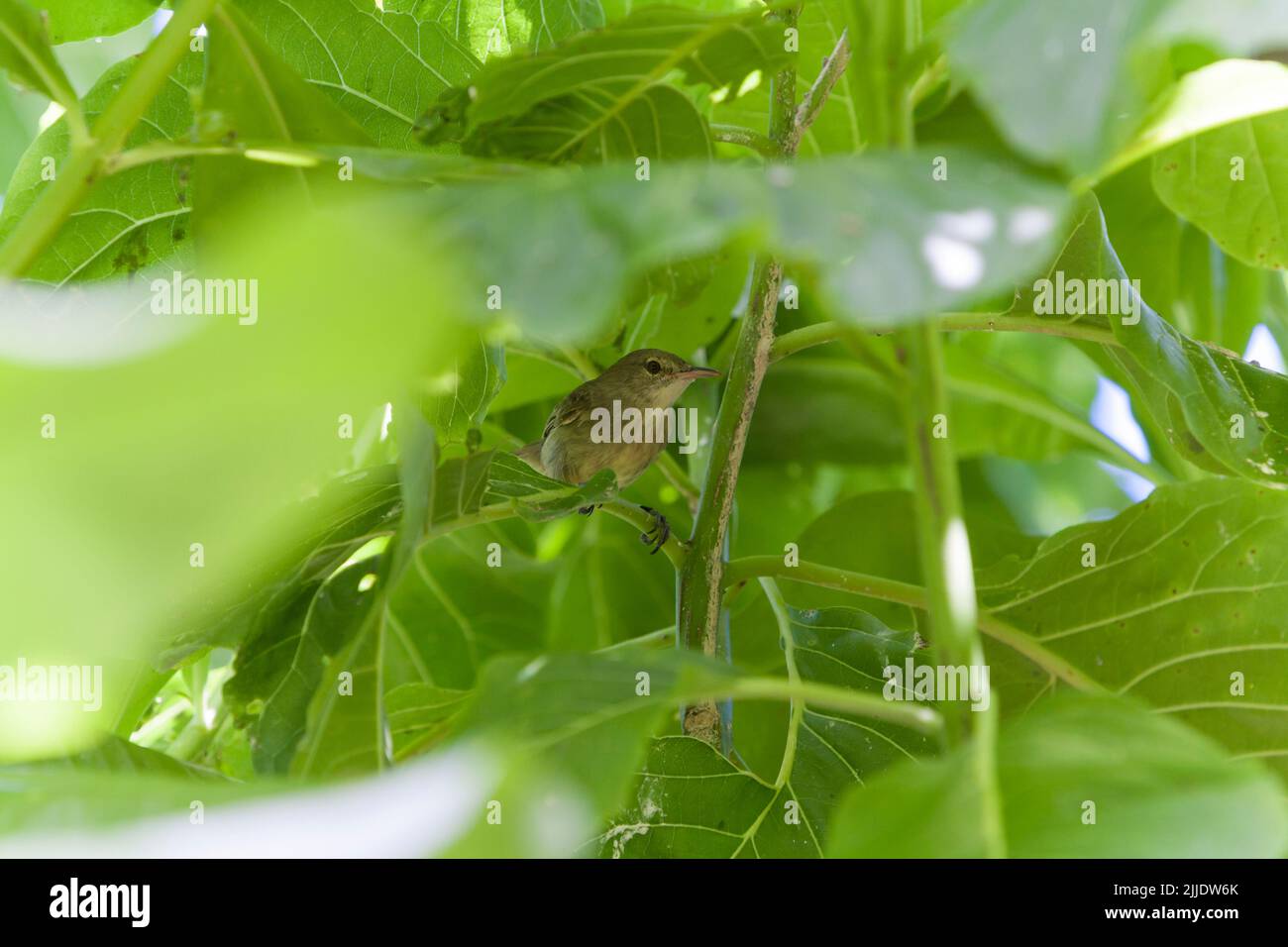 Seychelles warbler Acrocephalus sechellensis, adult, perched in tree ...