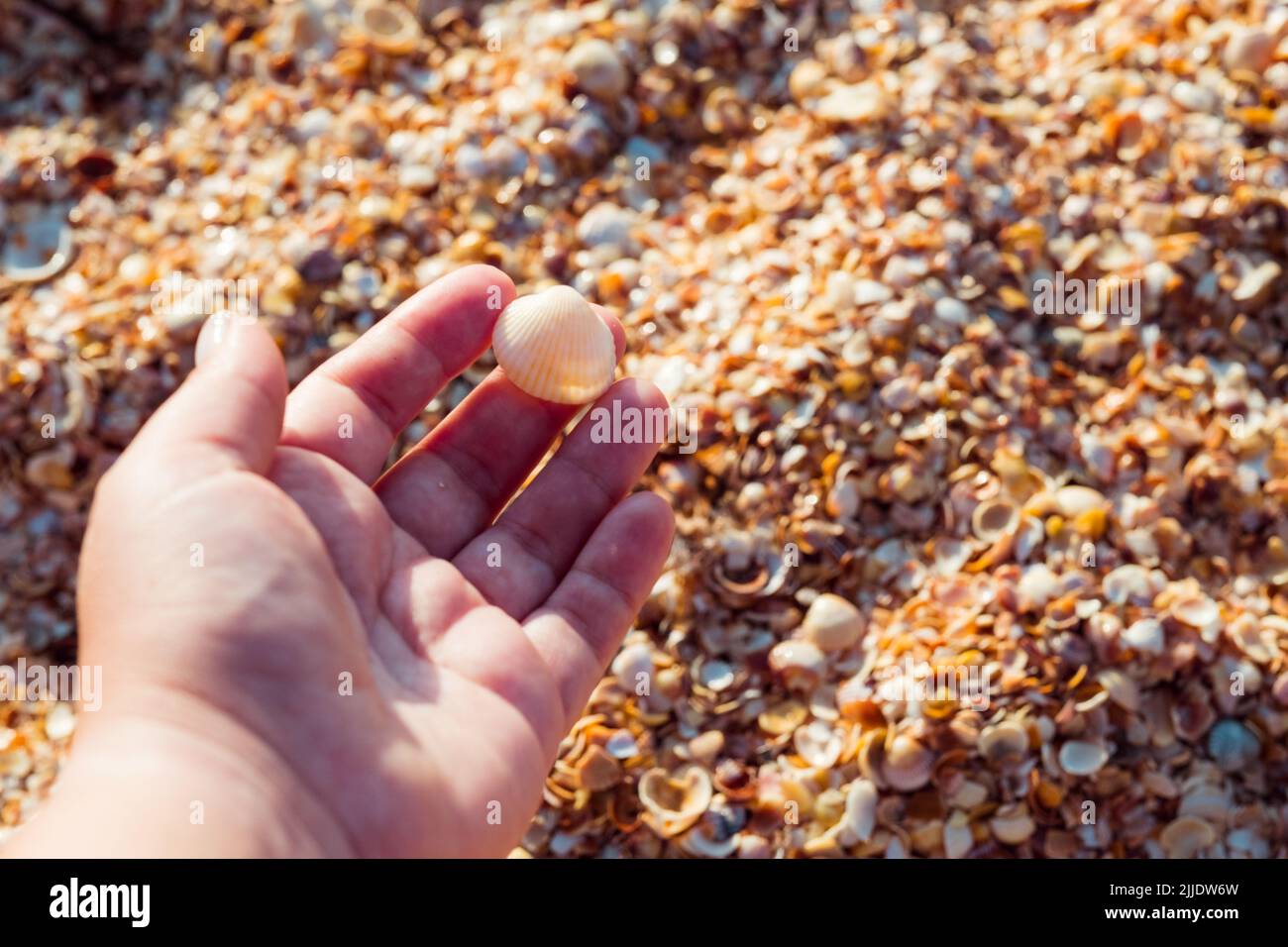 travel tourism seaside vacation hand shell beach Stock Photo - Alamy