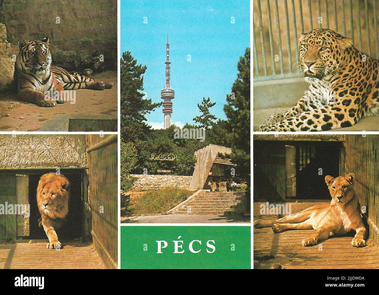 Zoo. Postcard of the Zoo and TV tower of Pécs. The Local History ...