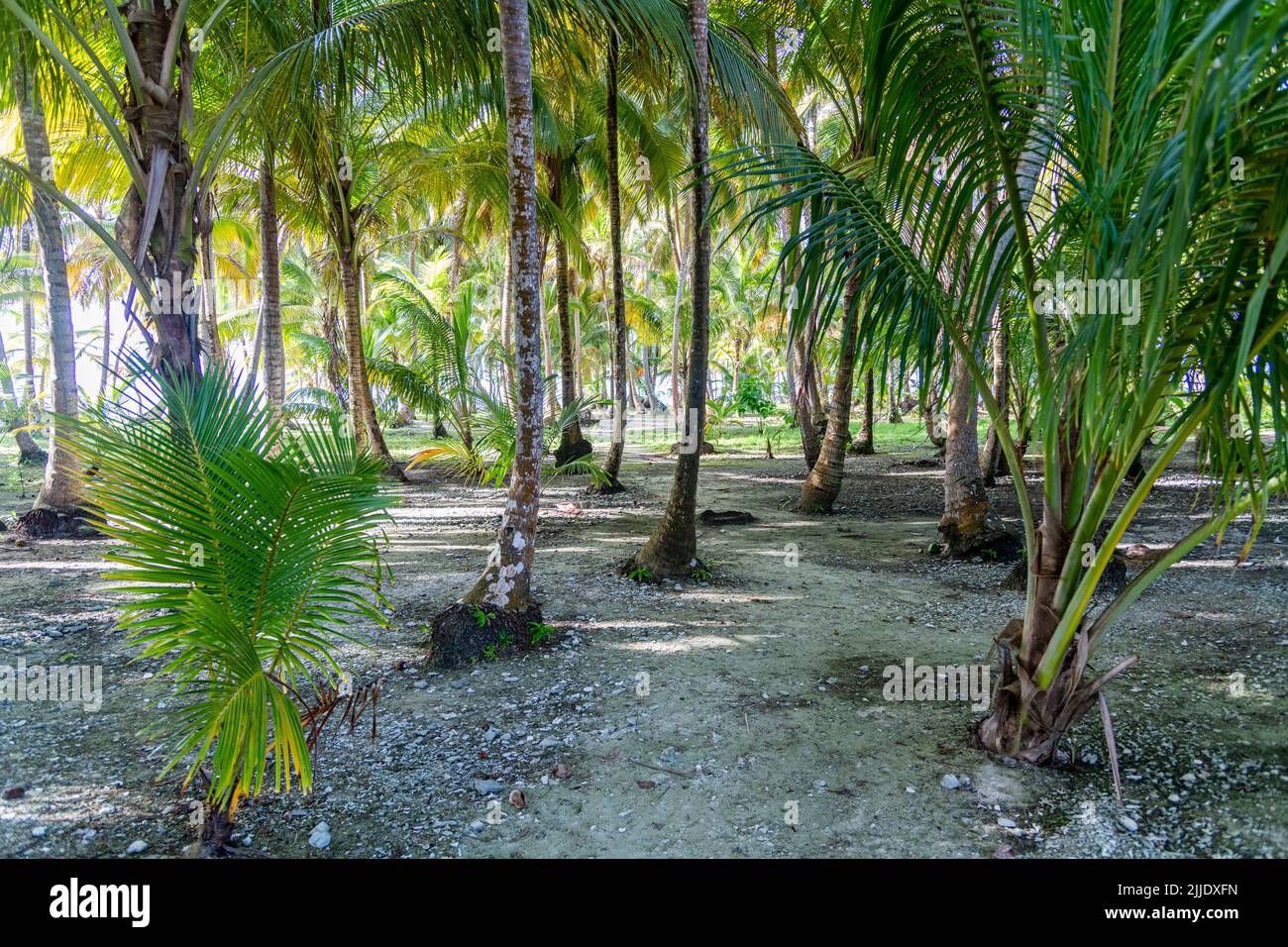Palm trees on an island in the San Blas Islands in Panama Stock Photo ...
