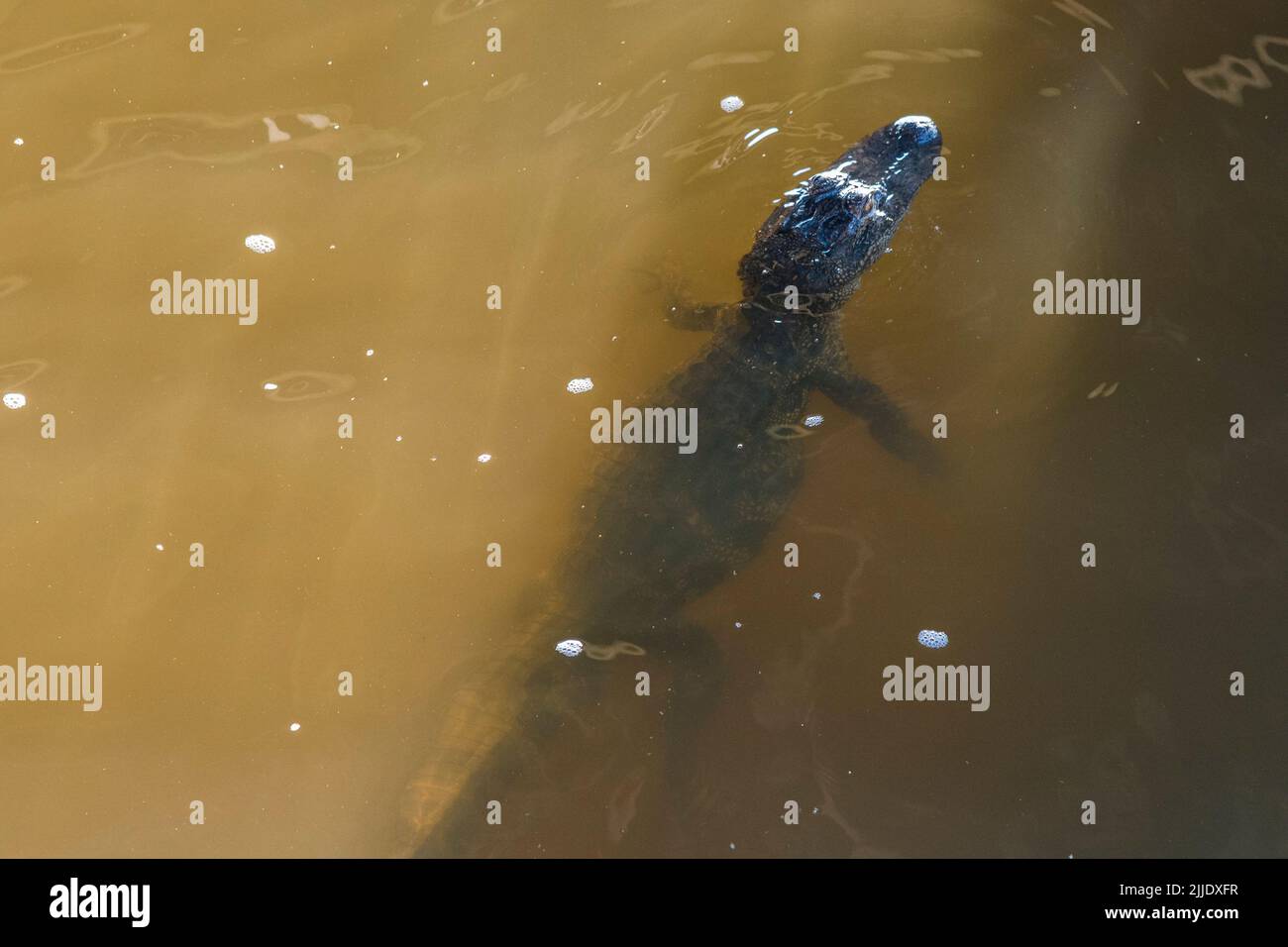 Alligator river north carolina hi-res stock photography and images - Alamy