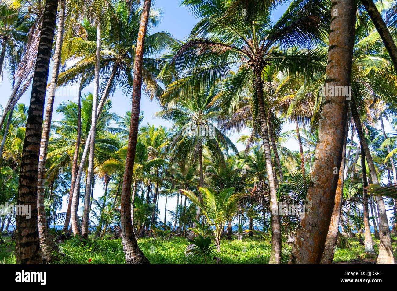 Palm trees on an island in the San Blas Islands in Panama Stock Photo ...