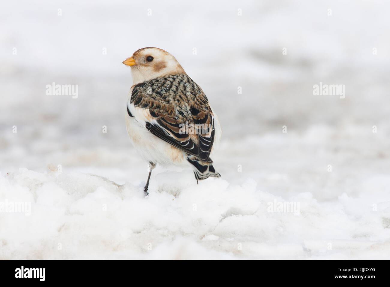 Snow bunting Plectrophenax nivalis, winter male foraging in snow, Lecht ...