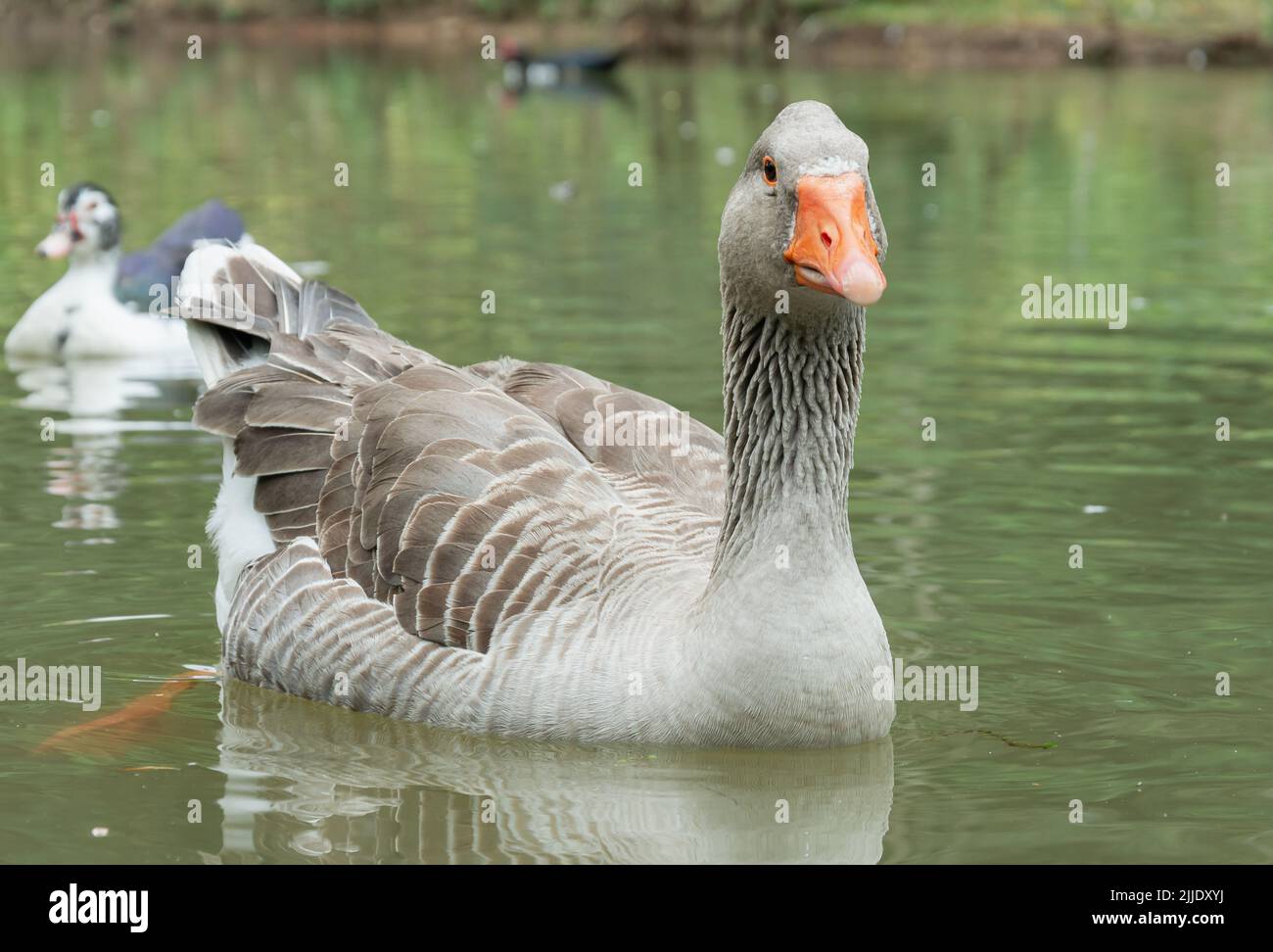 goose swimming in a pond in the Amazon of Ecuador Stock Photo - Alamy