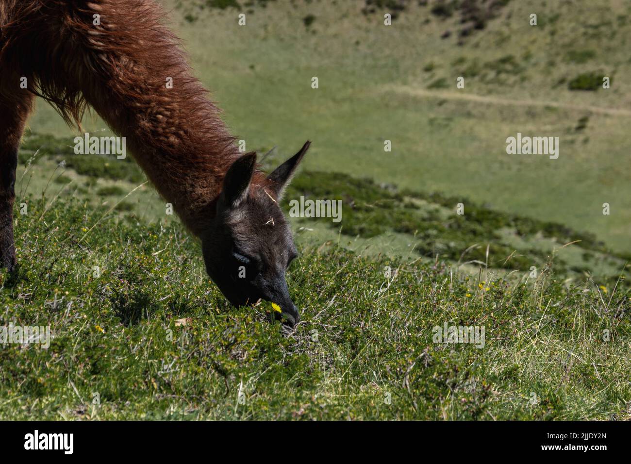 beautiful llamas grazing in the Ecuadorian Andes Stock Photo - Alamy