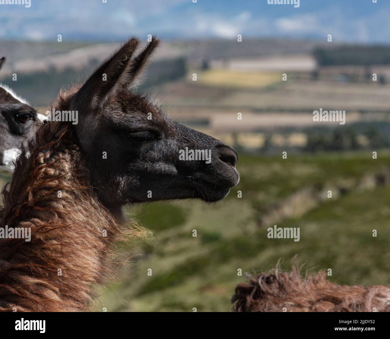 beautiful llamas grazing in the Ecuadorian Andes Stock Photo - Alamy