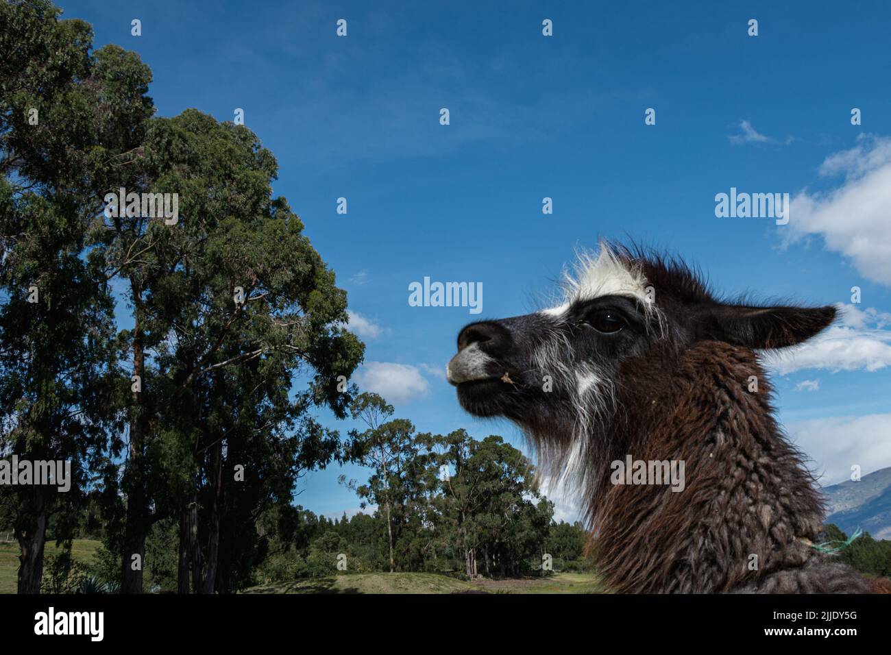 beautiful llamas grazing in the Ecuadorian Andes Stock Photo - Alamy
