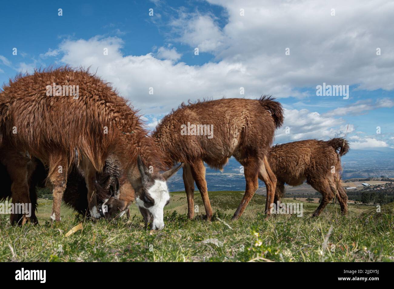 beautiful llamas grazing in the Ecuadorian Andes Stock Photo - Alamy