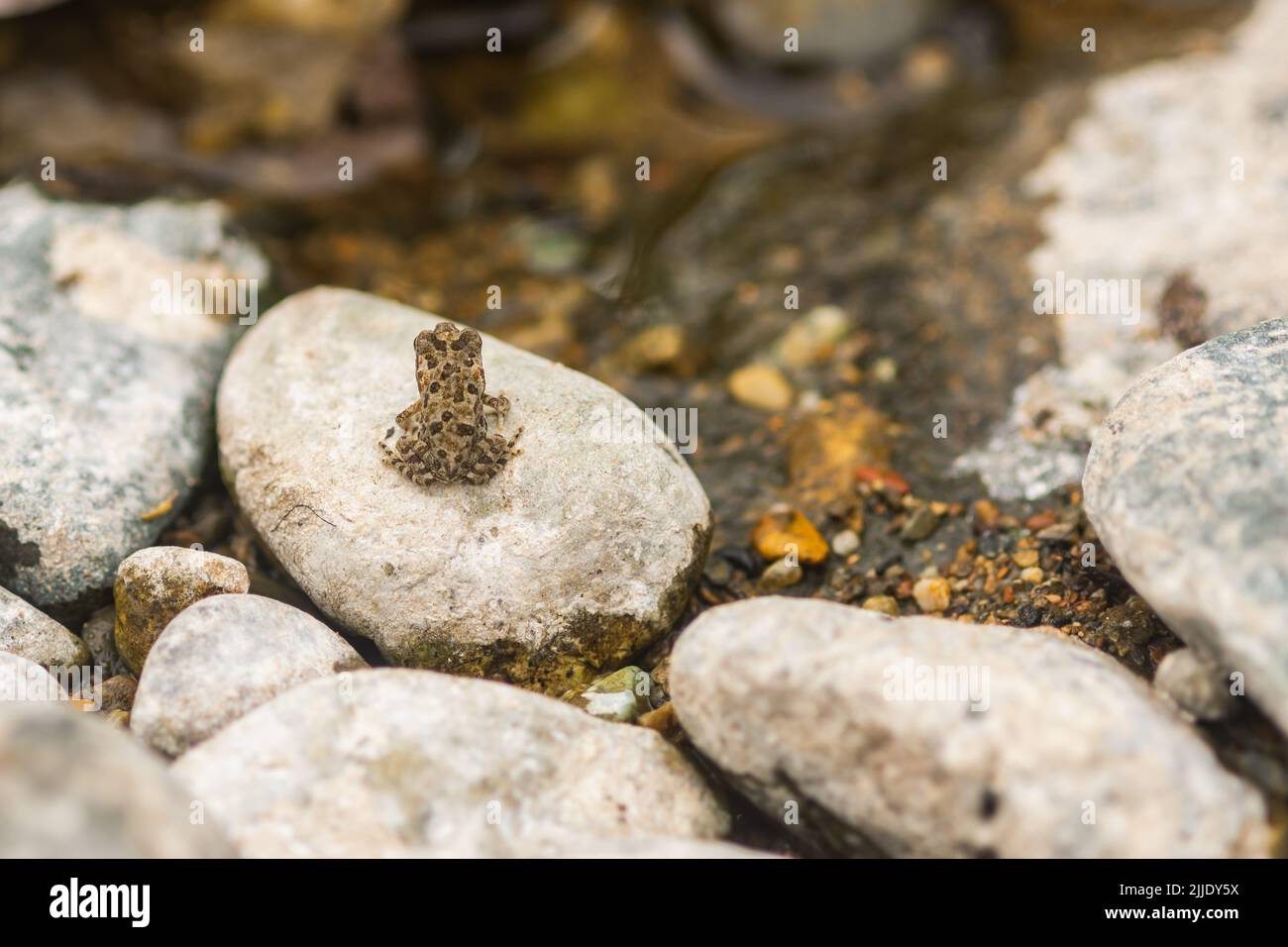 macro photography of a little frog walking on stones Stock Photo - Alamy