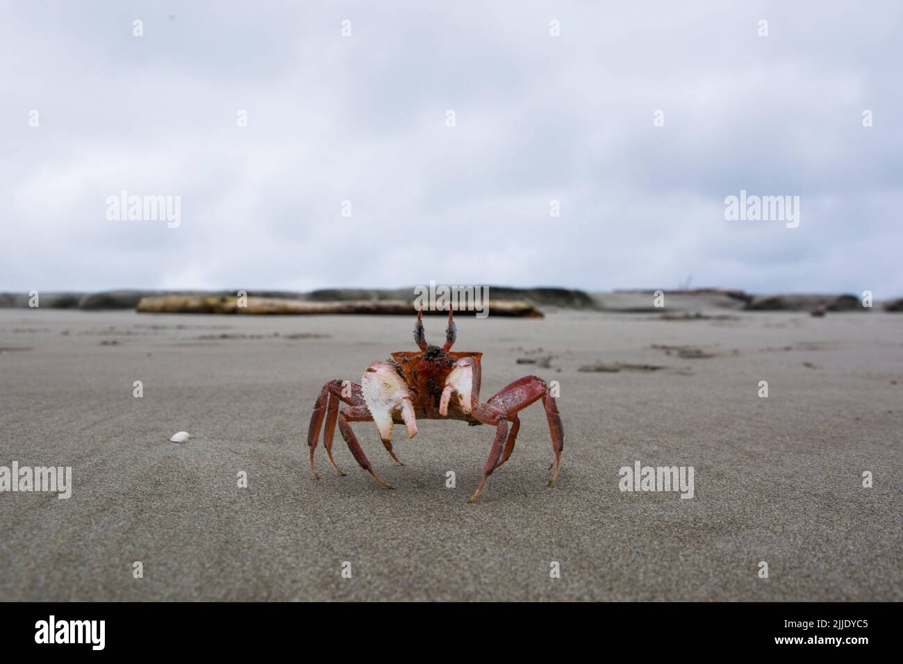crabs walking on beaches of South America Stock Photo - Alamy